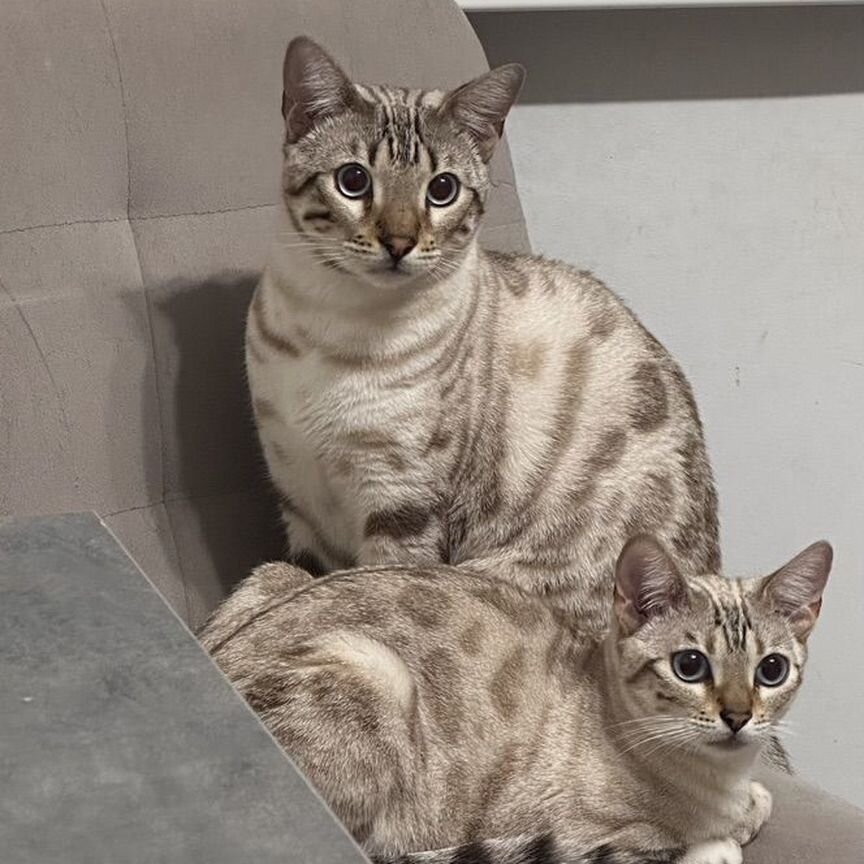 Два бенгала редкого снежного окраса