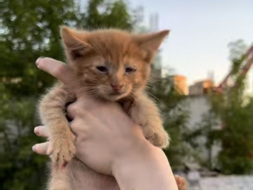 Котята с ладошку в добрые руки