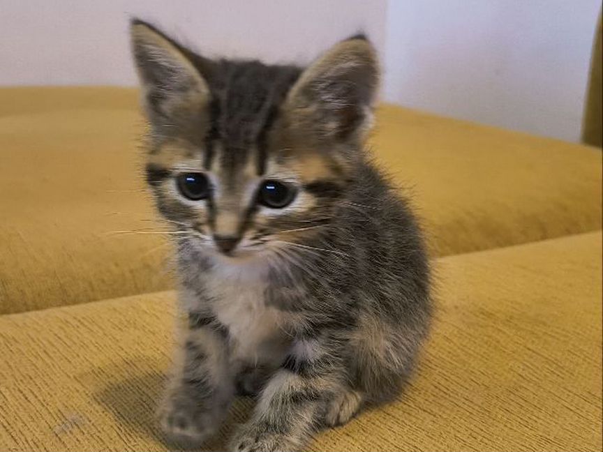 Котенок в добрые руки