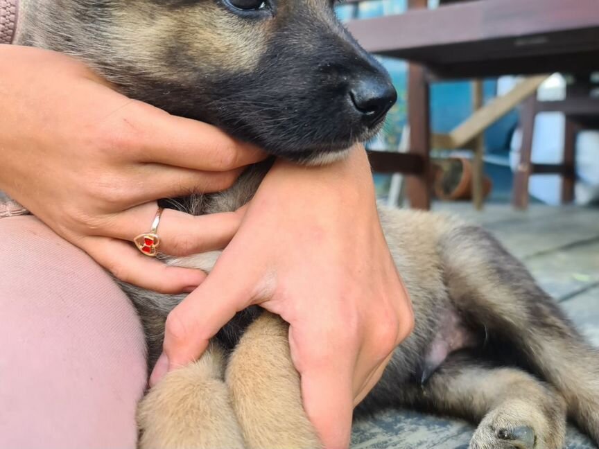 Щенки овчарки и лайки