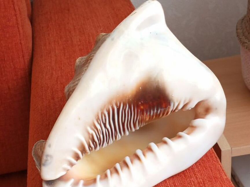 Большая морская раковина