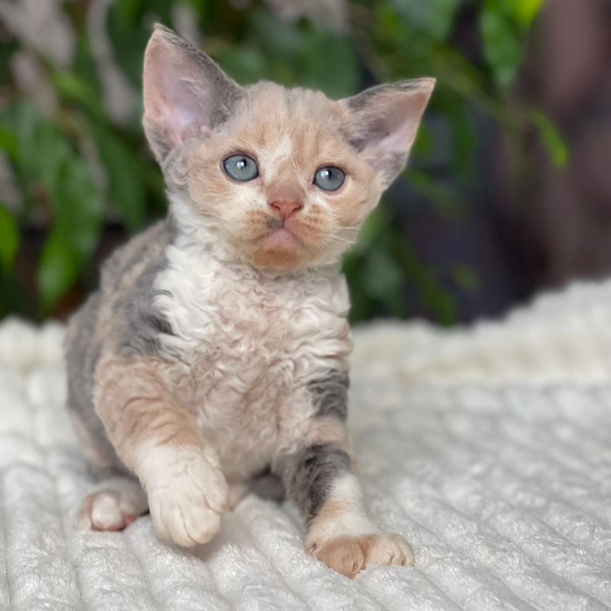 Котята девон-рекс