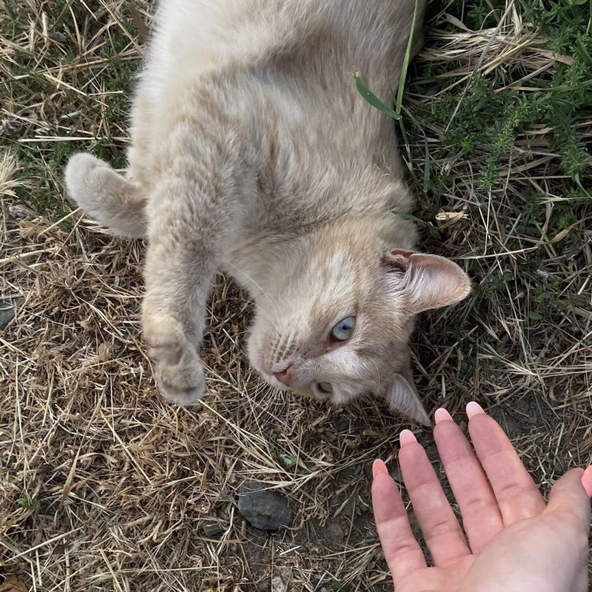 Кошка в дар