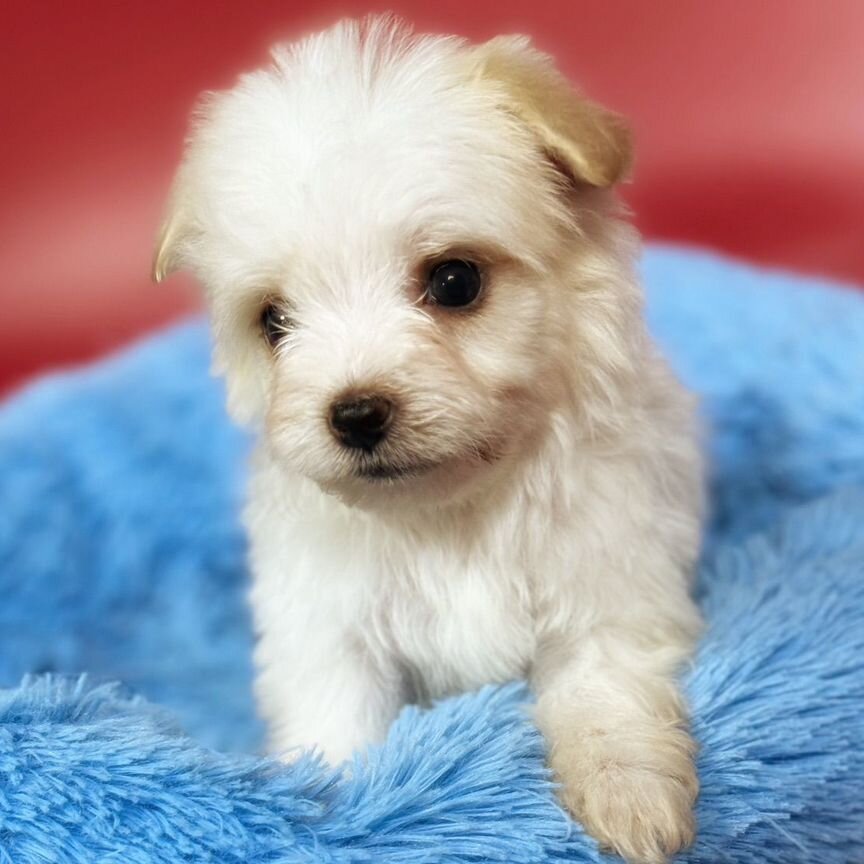 Мальтипу, щенок