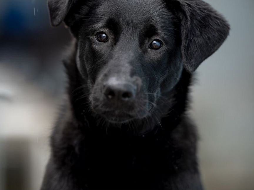 Собака в добрые руки отдам бесплатно