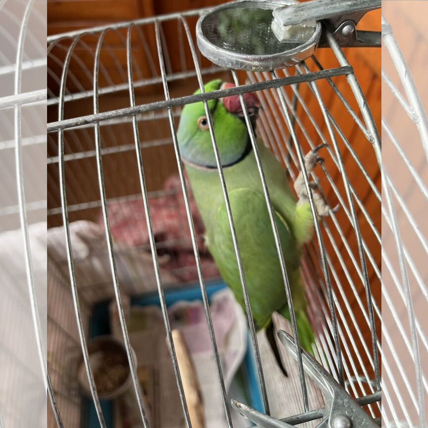 Ожереловый попугай самец