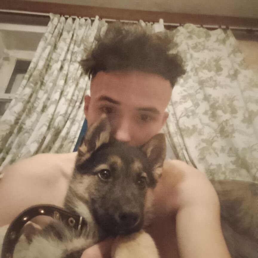 Отдам щенка бесплатно и корм в придачу дам