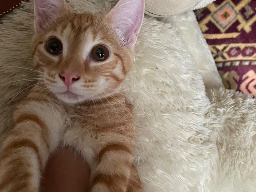 Котята бесплатно