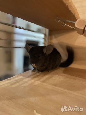 Шиншилла Гомоэбони фиолет