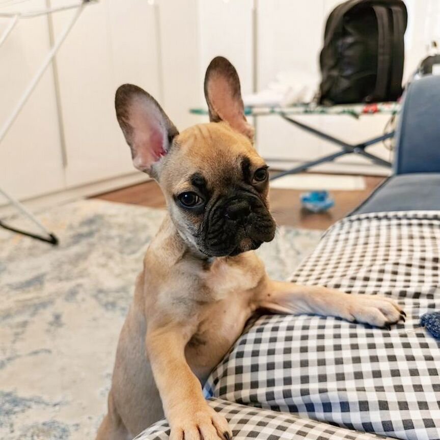 Французский бульдог щенок