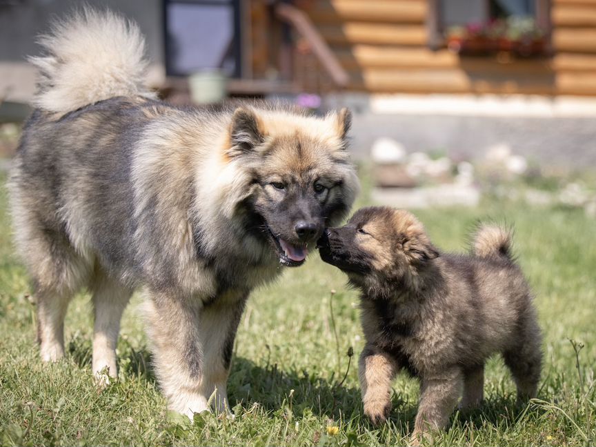 Щенки евразиера