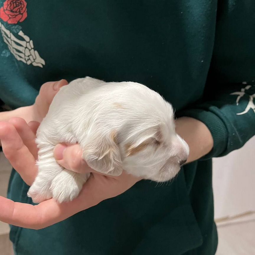 Щенки русского спаниеля