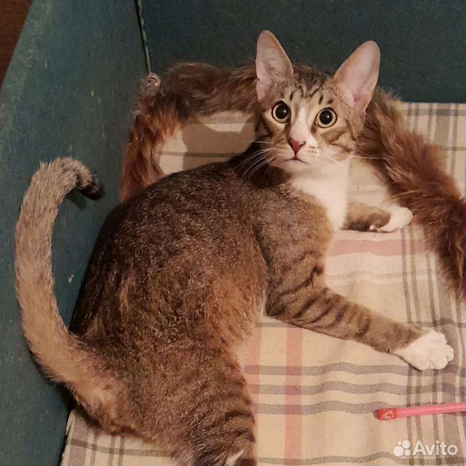 Молодой котик 10 месяцев