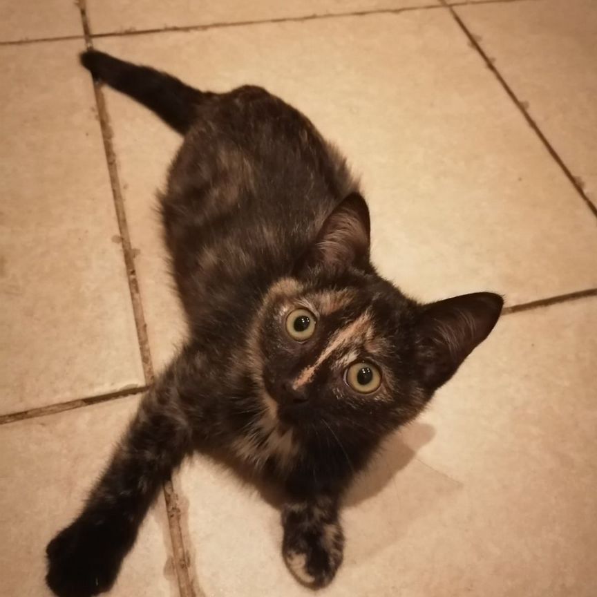 Котята, котики, бесплатно