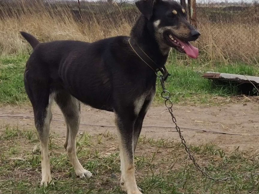 Багира ищет дом