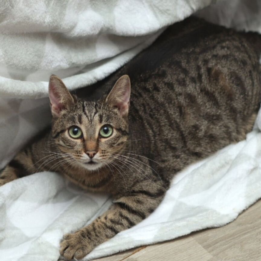 В добрые руки