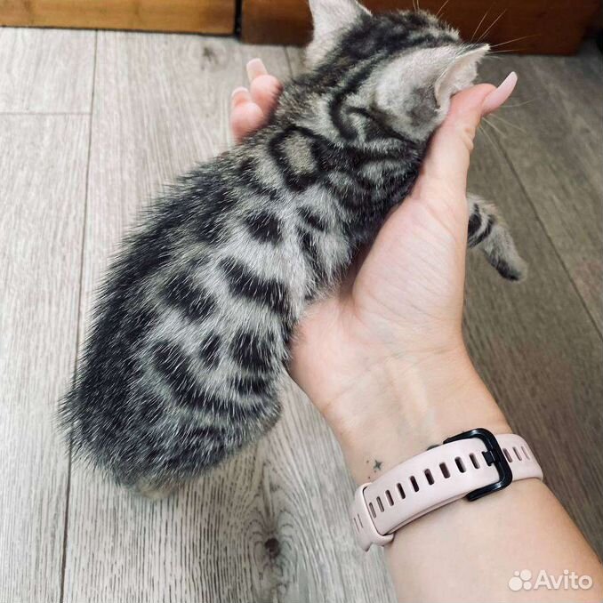 Бенгальская котята метисы