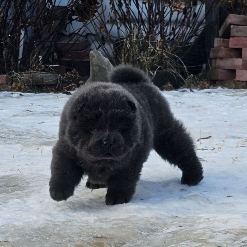 Две чаушки-голубушки