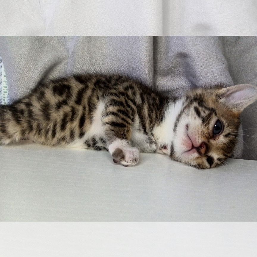 Бенгальская