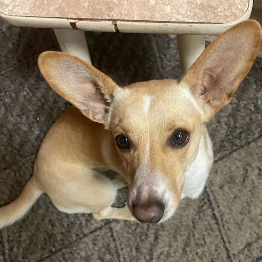 Пристраивается в добрые руки собачка