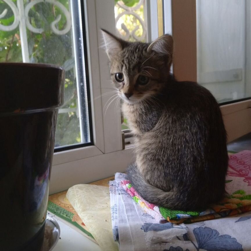 Шотландская