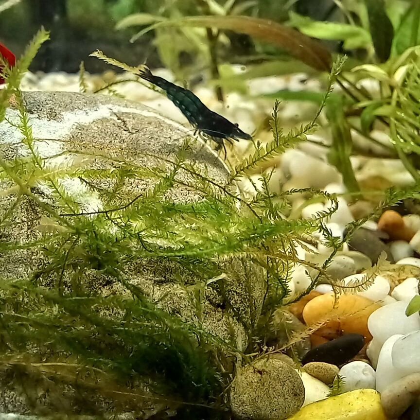 Голубые креветки (Blue Dream Shrimp)