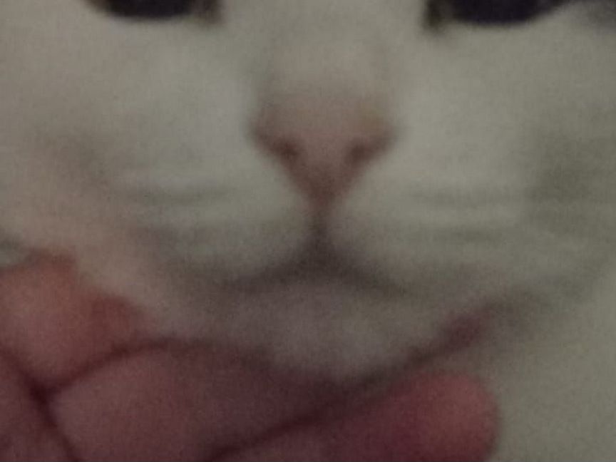 Кошка из чернобыля