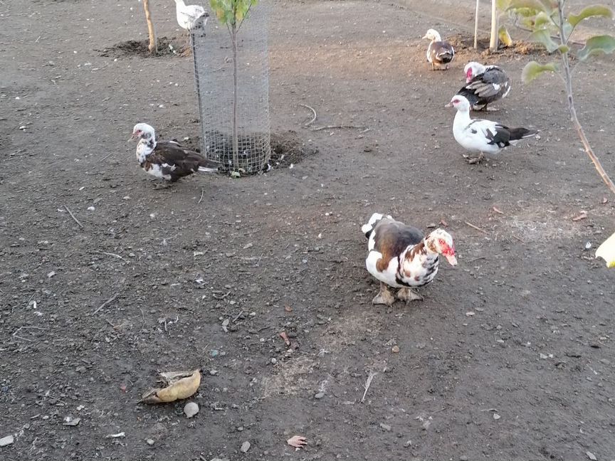 Утки шептуны живым весом