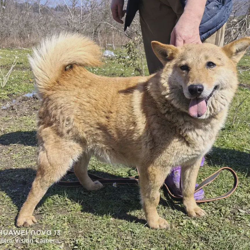 Взрослый пёс в добрые руки