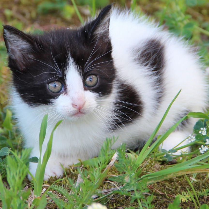 Котенок девочка с сердечками
