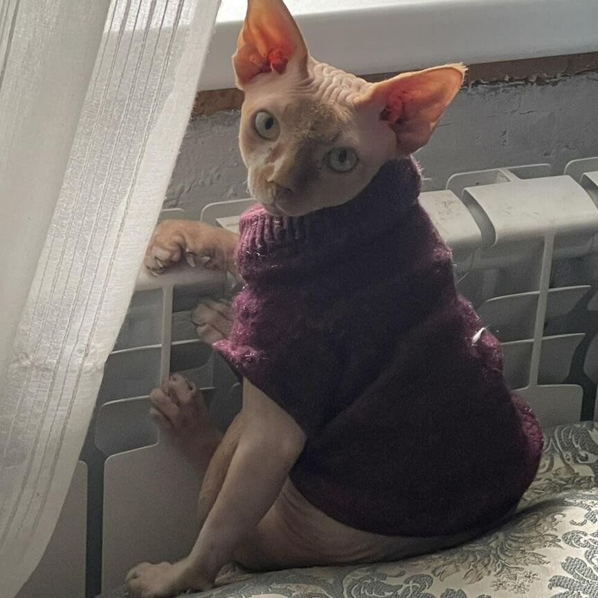 Канадский сфинкс, взрослый кот