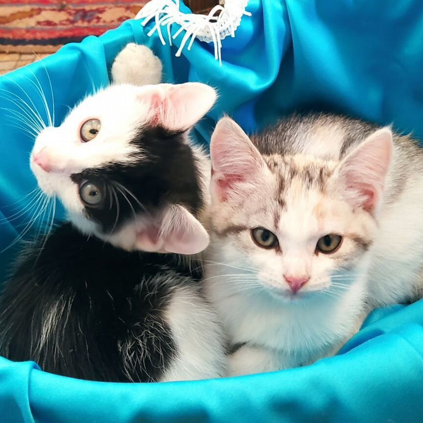 Котята (2мес)девочка и мальчик в добрые руки