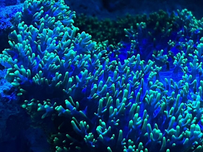 Родактис зеленый металлик морской коралл