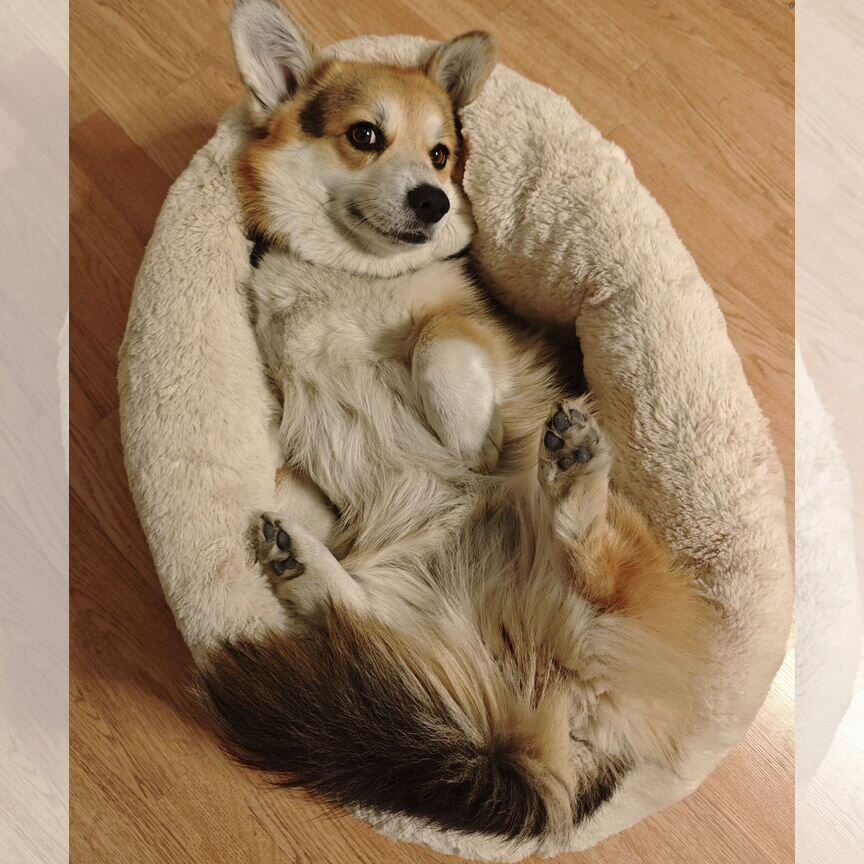 Лежанка для кошек и собак