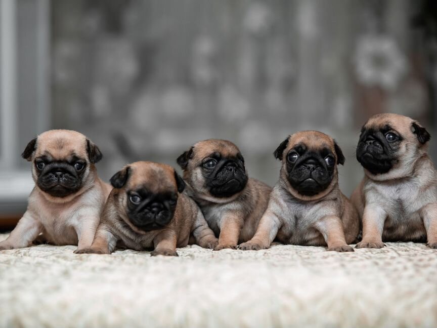 Щенки мопса