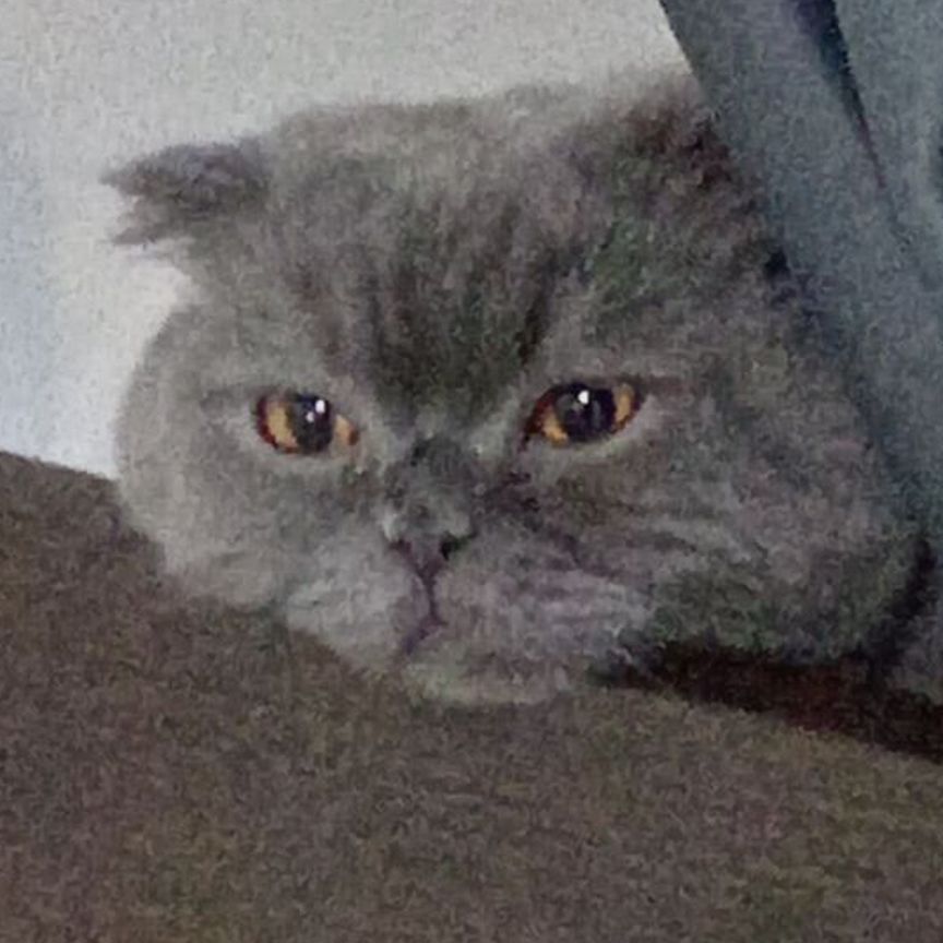 Шотландская