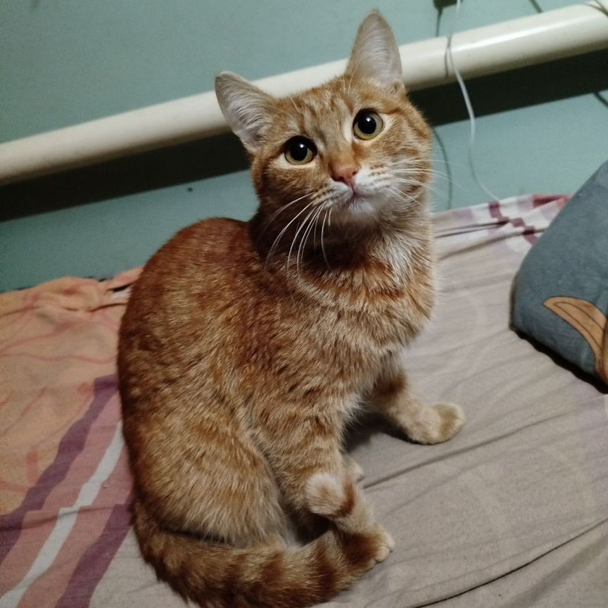 Отдам кота в добрые руки бесплатно