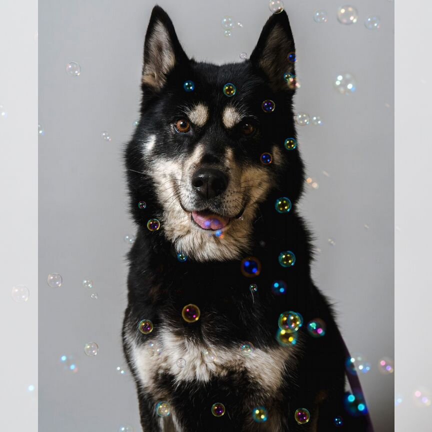 Взрослая собака в добрые руки