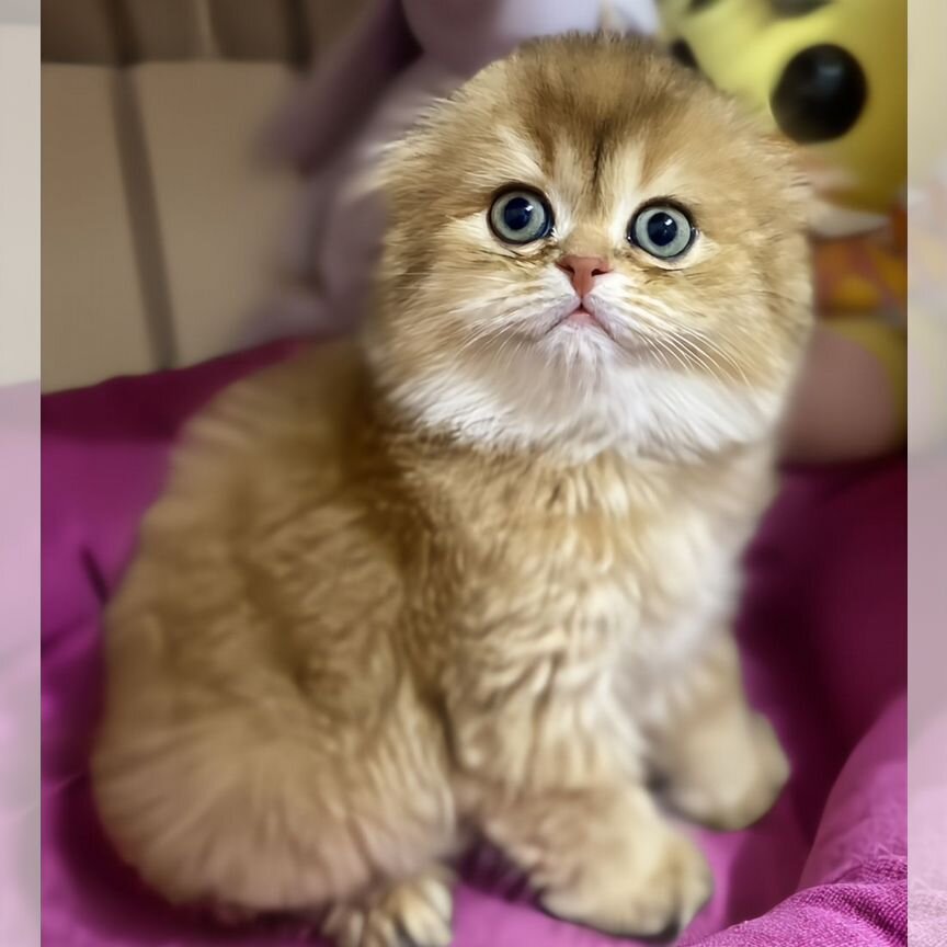 Шотландский вислоухий длинношёрстный котёнок