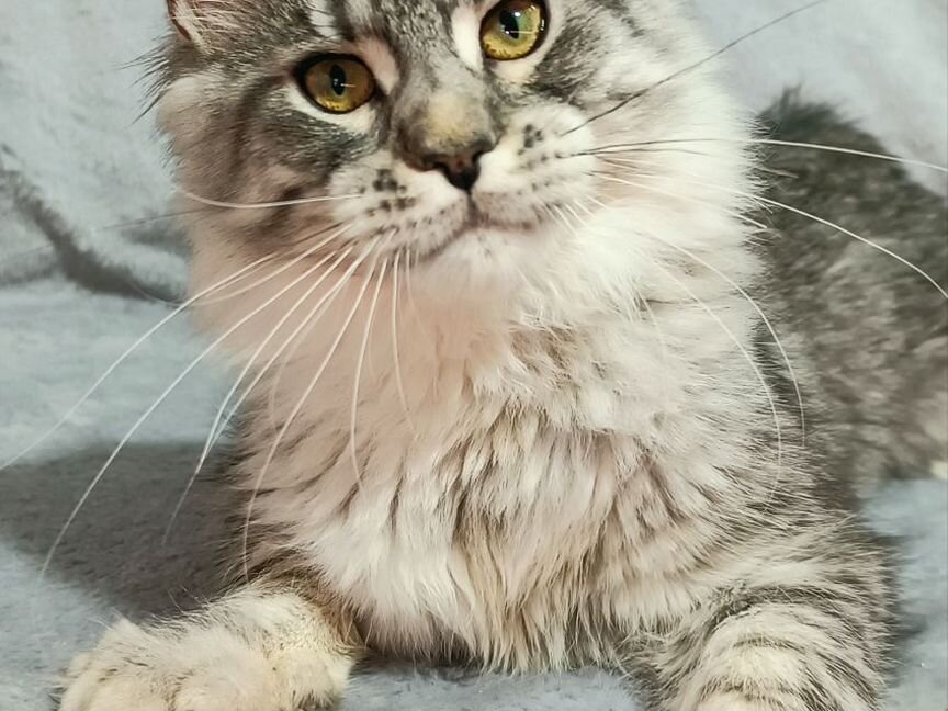 Мейн-кун девочки