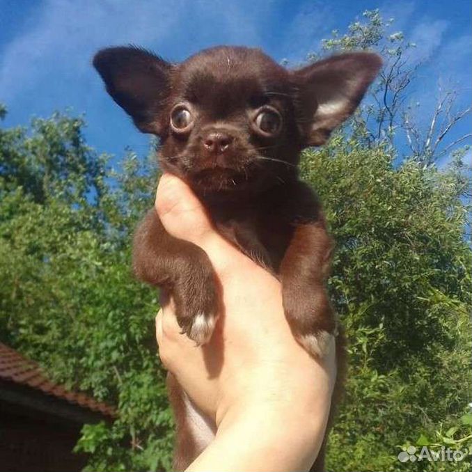 Щенки чихуахуа мини шоколадные Коби тип бейби