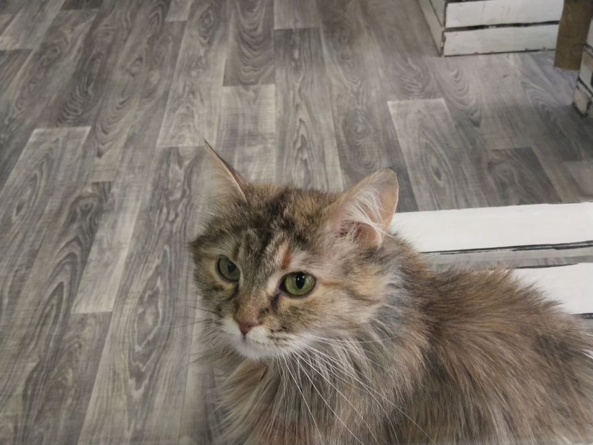 Кошка