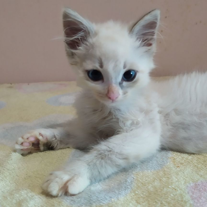 Чудесный котик в хорошие руки