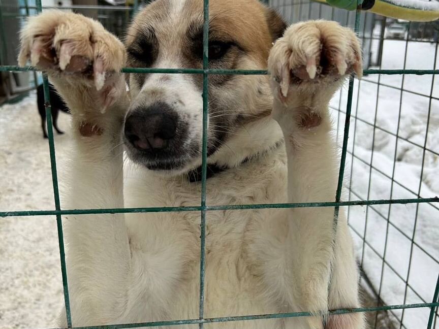 Собака хочет домой