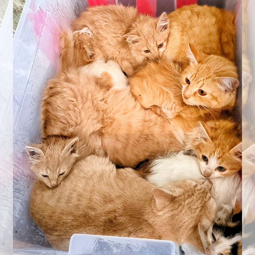 Котёнок в добрые руки