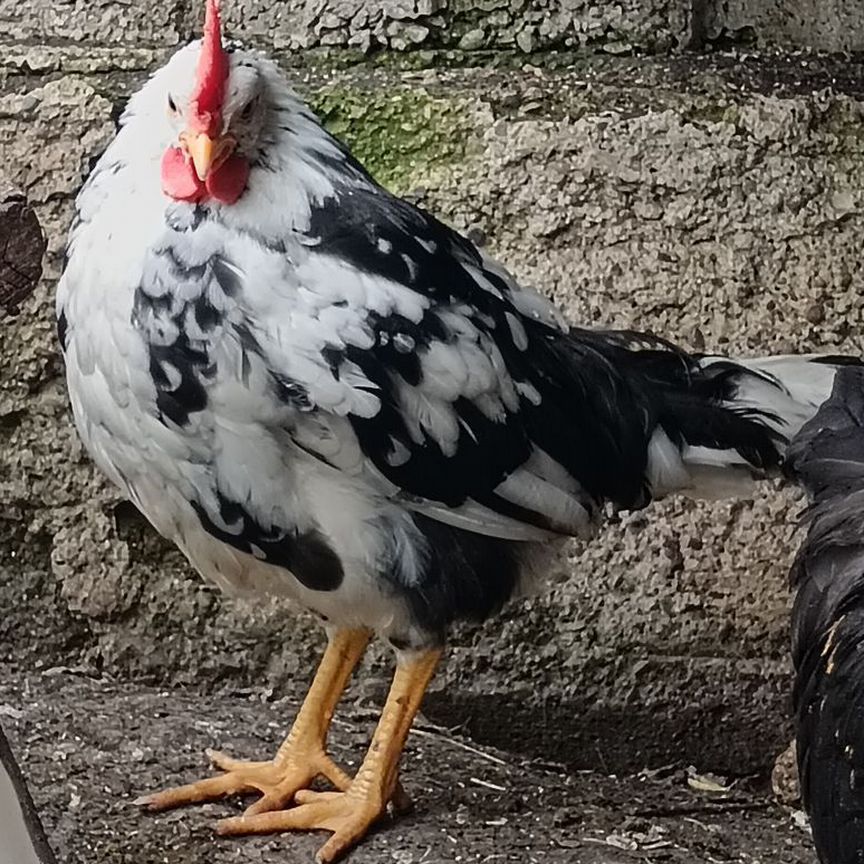 Цыплята Леггорн далматинец