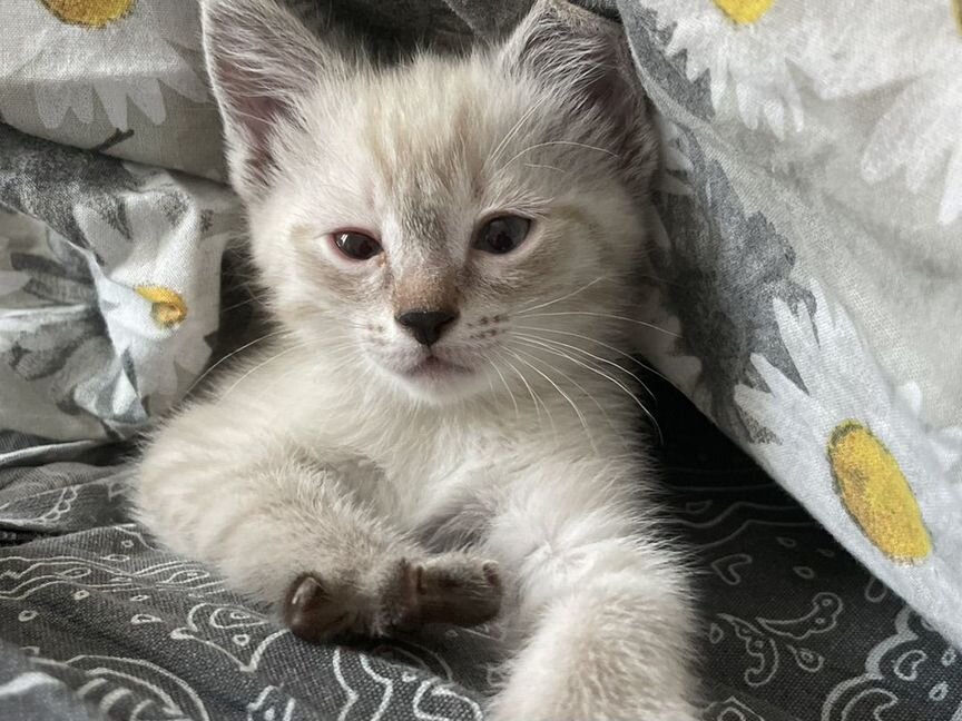 Котенок