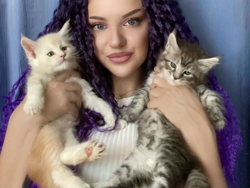 Котята мейн кун классики и полидакты