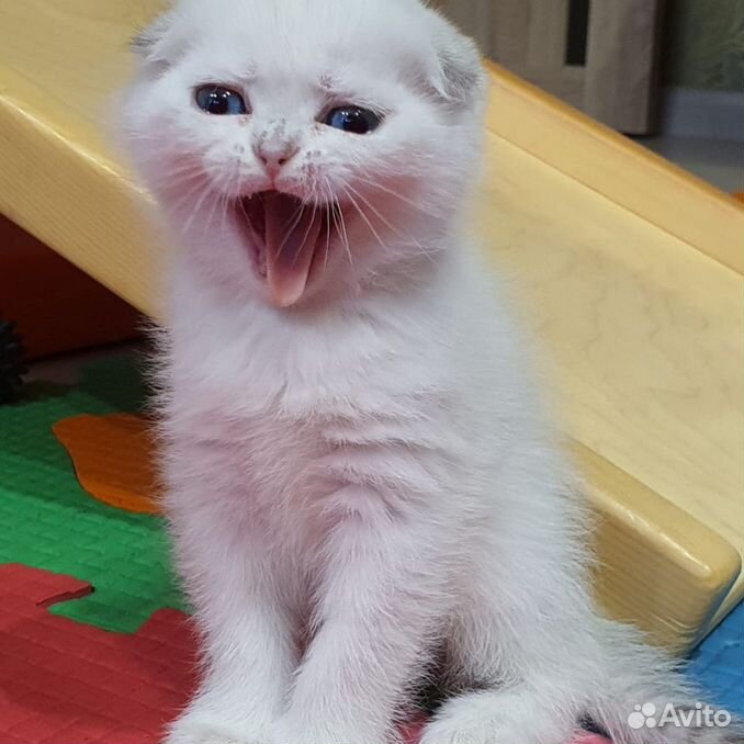 Шотландский вислоухий голубоглазый котенок
