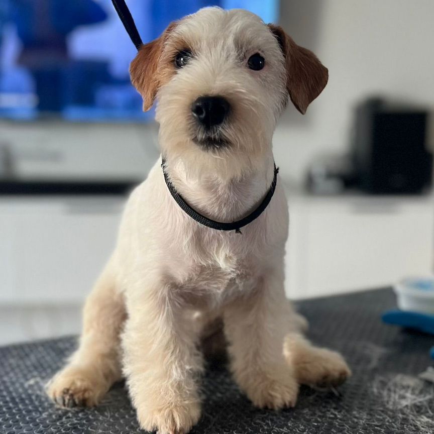 Щенки джек рассел терьер